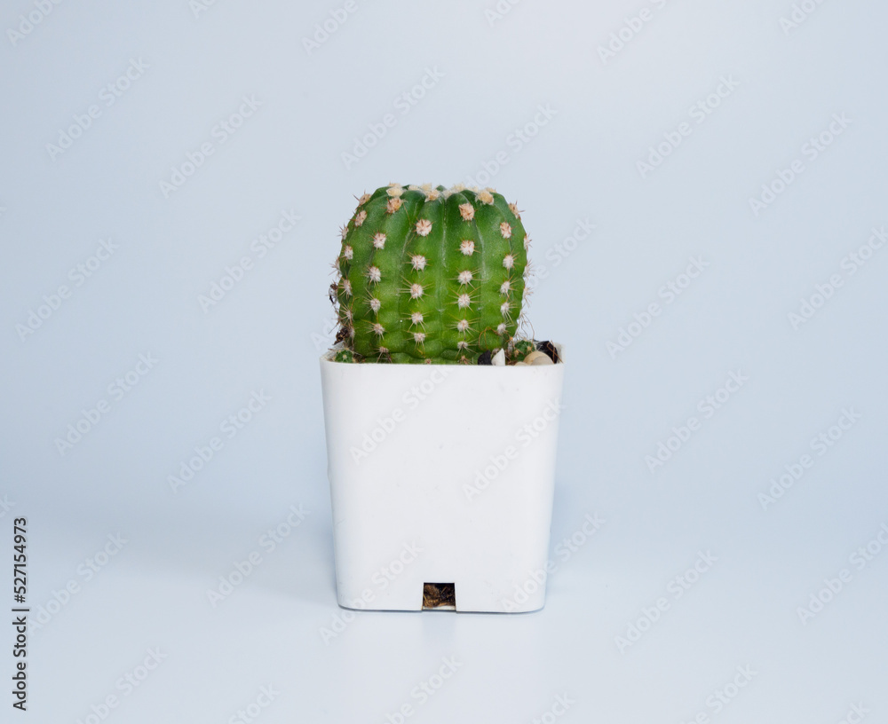 Small green cactus in a white pot. inside the room white background ...