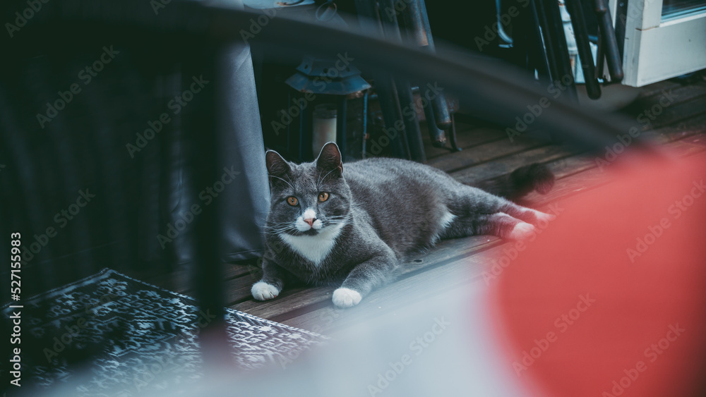 This is my moms cat. Hes name is Linus and he is a swedish farmers cat ...