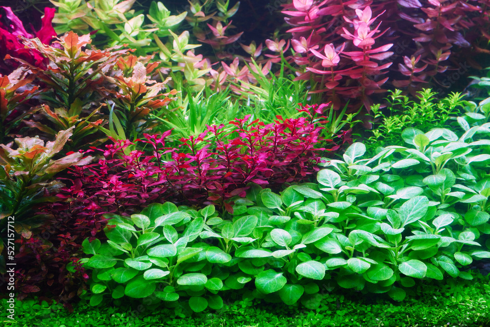 Colorful aquatic plants in aquarium tank with modern Dutch style ...
