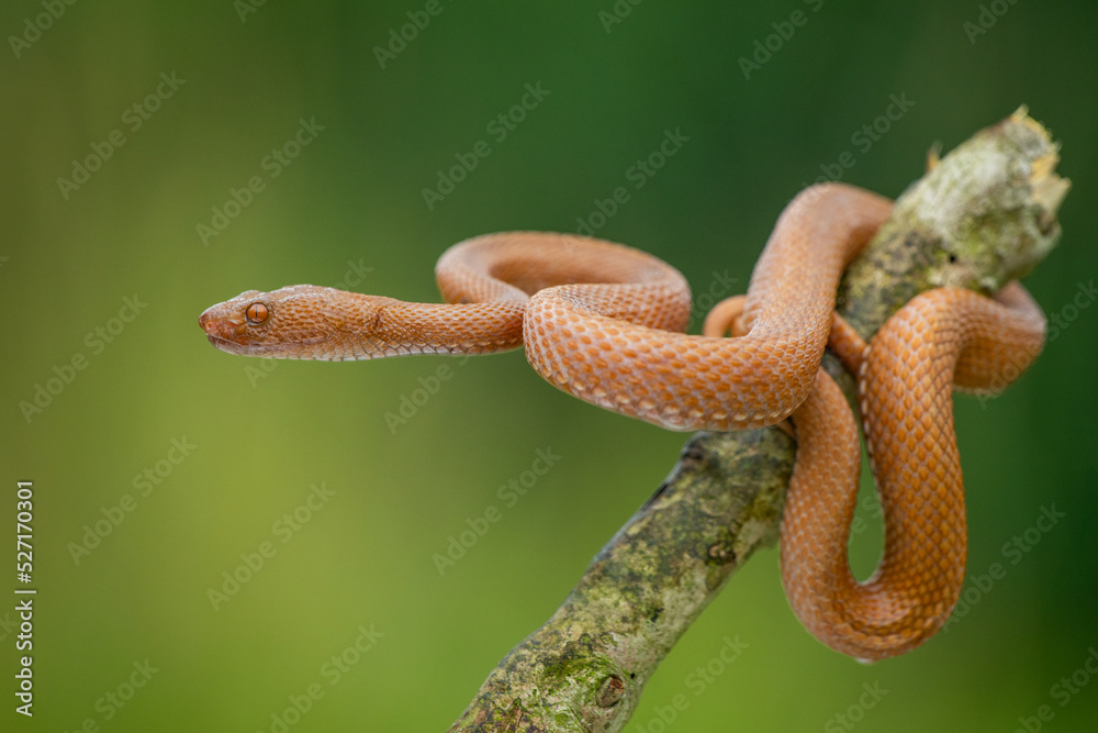 Brown orange mangrove pit viper Trimeresurus purpureomaculatus on the ...