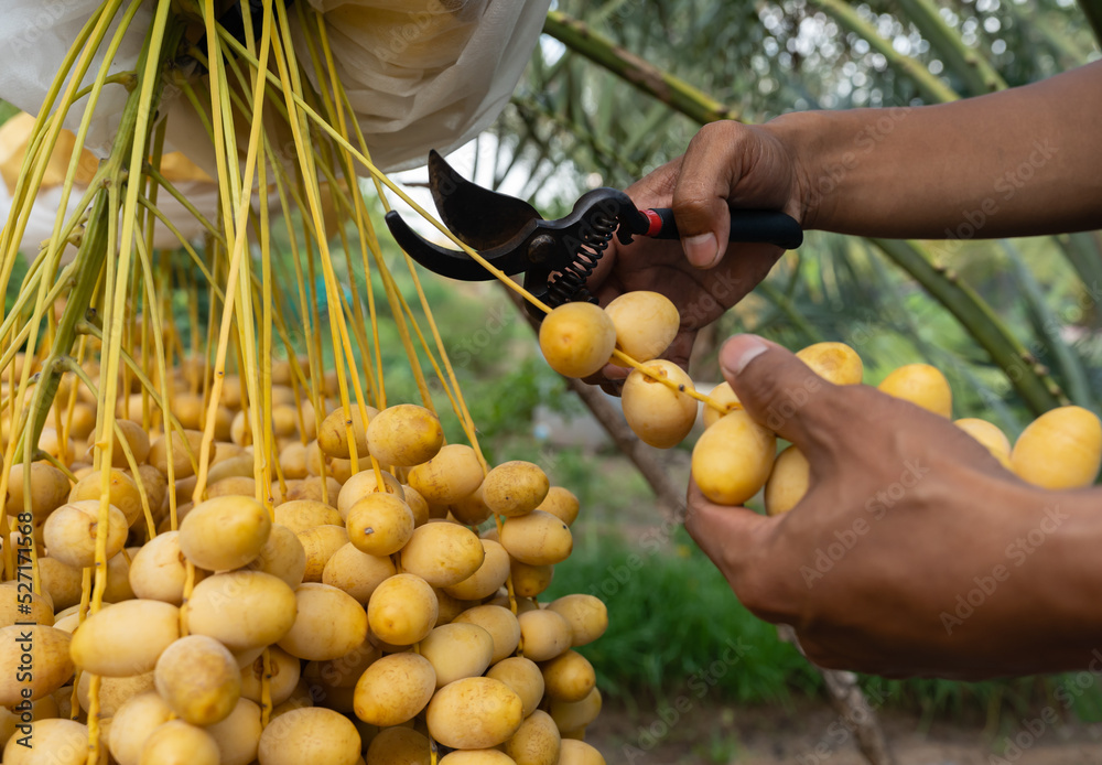 cutting fresh dates bunch hanging from a date palm tree Stock Photo ...