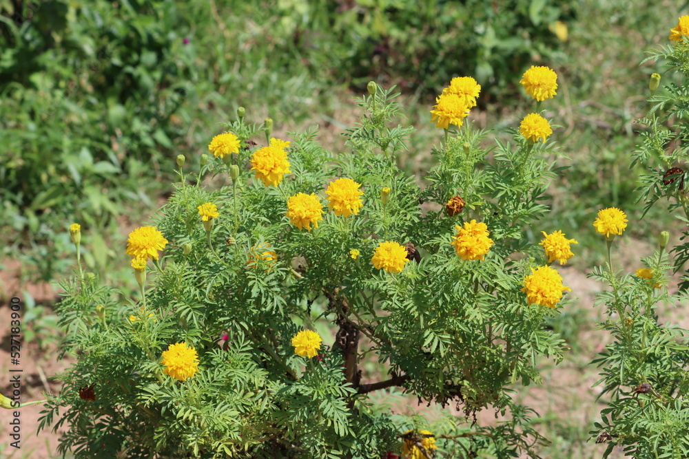 Cambodia. Tagetes erecta, the Aztec marigold, Mexican marigold, big ...