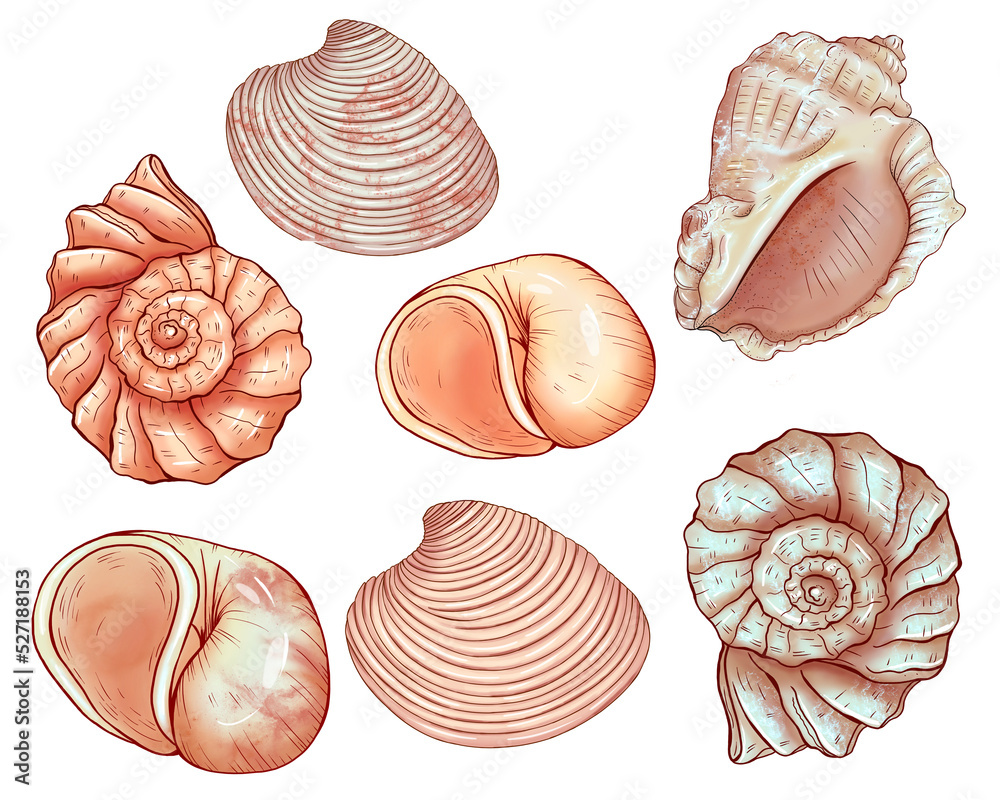 Beautiful Shells