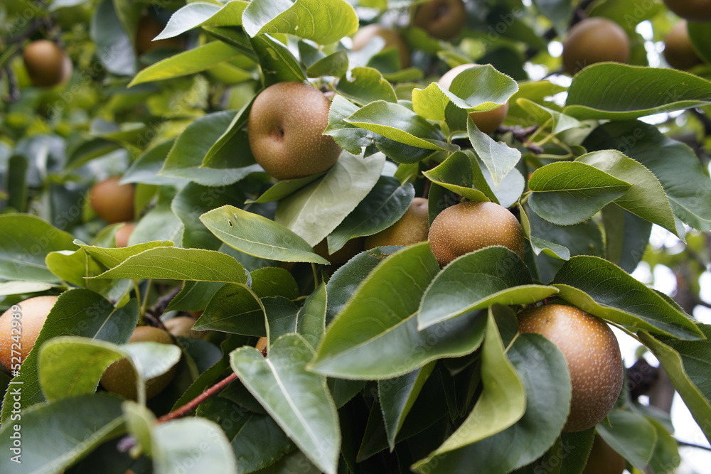 Pyrus pyrifolia is a species of pear tree native to East Asia. The tree ...