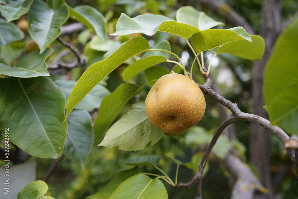 Pyrus pyrifolia is a species of pear tree native to East Asia. The tree ...