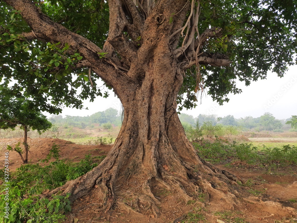Stockfoto Banyan Tree. A banyan, also spelle banian is a fig that ...