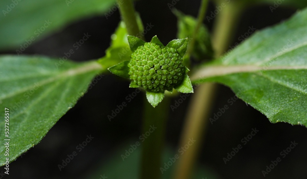 Eclipta prostrata Seed. Bhringraj seed closeup. False daisy. Yerba de ...