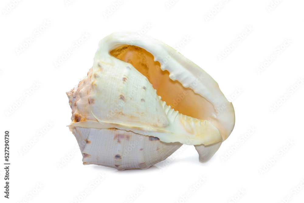 Image of Horned Helmet sea shells. (cassis Cornuta) is a species of ...