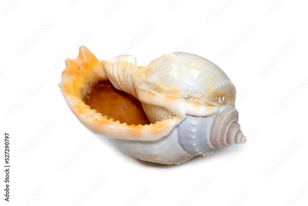 Image of phalium glaucum shell, common name the grey bonnet or glaucus ...