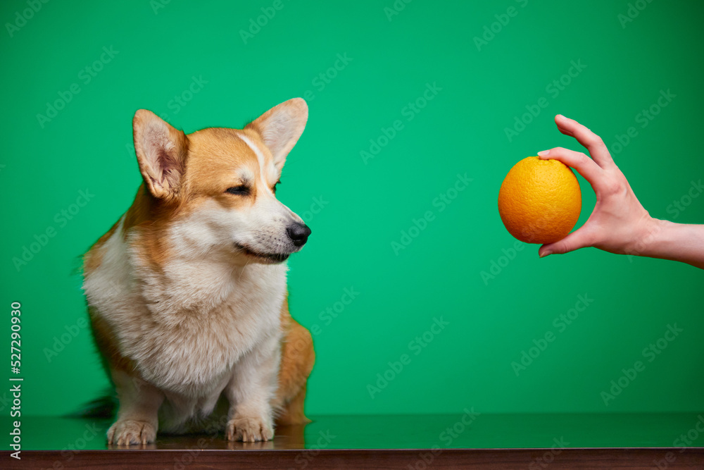 Cute dog Welsh Corgi Pembroke close his eyes looking at the orange. A ...