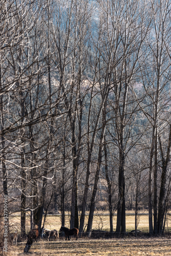 bosque con arboles Stock Photo | Adobe Stock