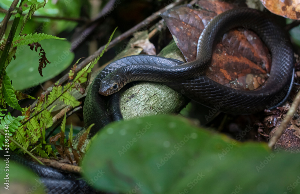 snake in the grass; snake on a branch; snake on the ground; black snake ...