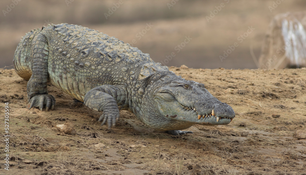 Crocodile sliding into the water; crocodile walking into the water ...