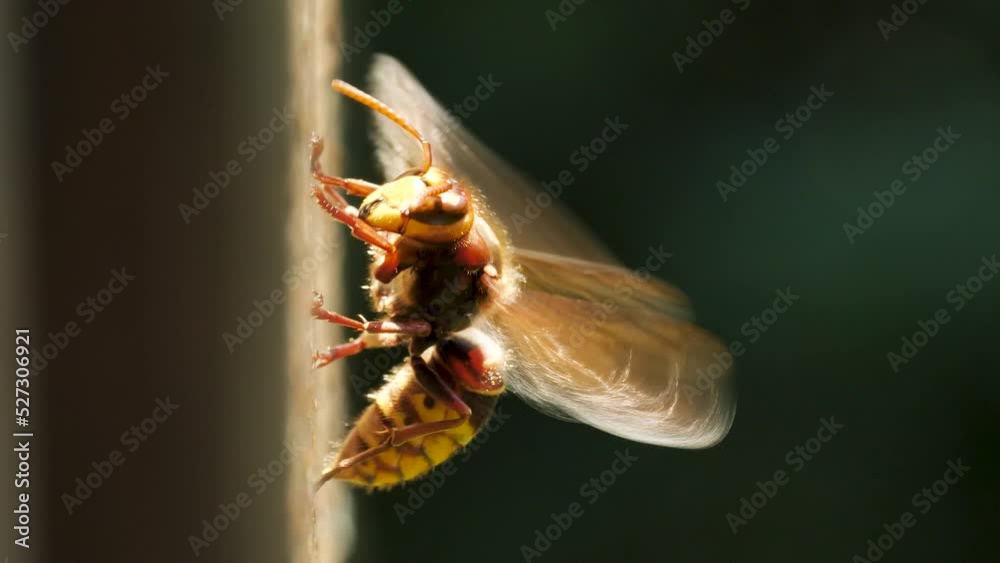 The venomous Japanese hornet is one of the largest wasp species in the ...