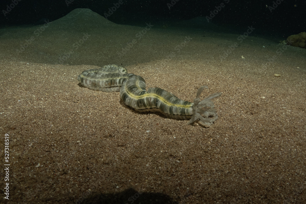 Banded snake eel (Myrichthys colubrinus) in the Red Sea Eilat Israel ...