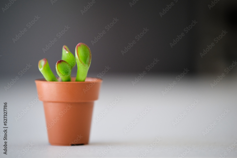 Mini Crassula ovata gollum. Unusual plant with tubular, trumpet shaped ...