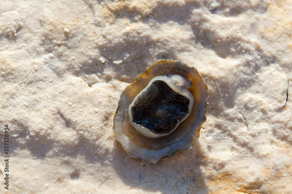 Underside of Patella sea snails, true limpet, Patella caerulea Stock ...