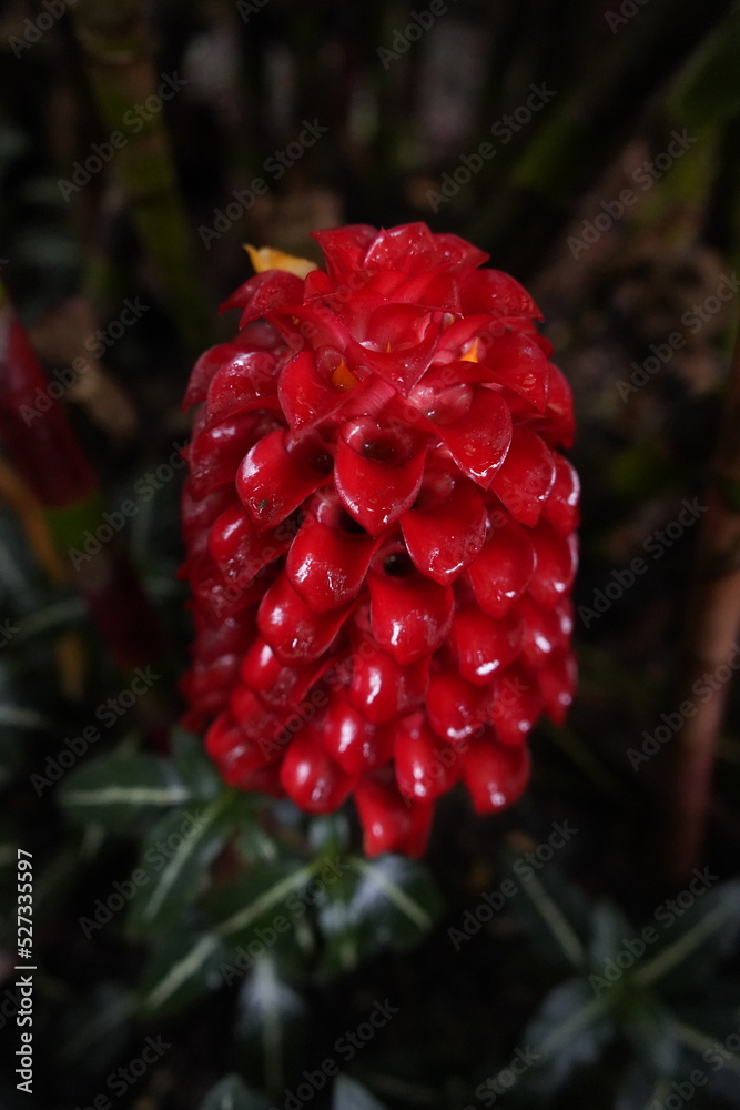 Tapeinochilos ananassae, also known as Indonesian wax ginger, Pineapple ...