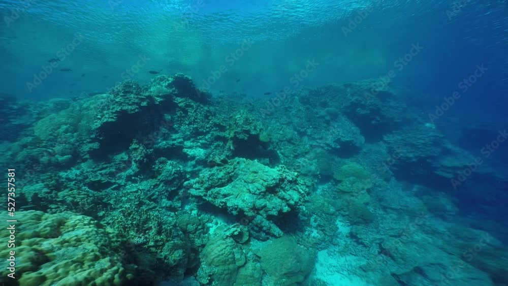 scuba diving,underwater,water,adventure,beauty,animal,tourism,sport ...