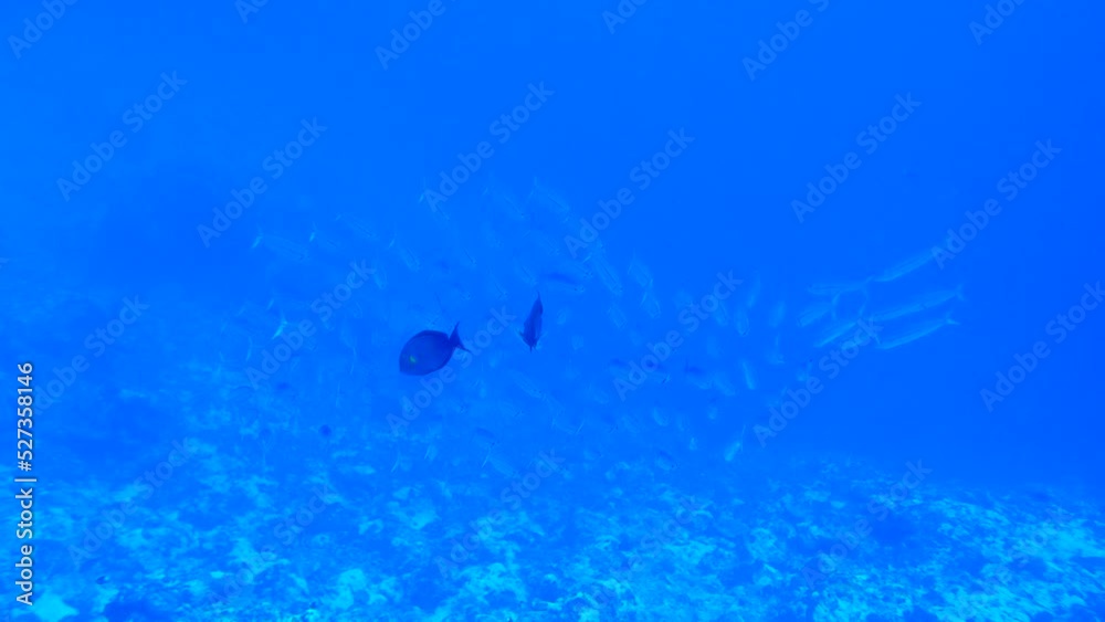 scuba diving,underwater,water,adventure,beauty,animal,tourism,sport ...