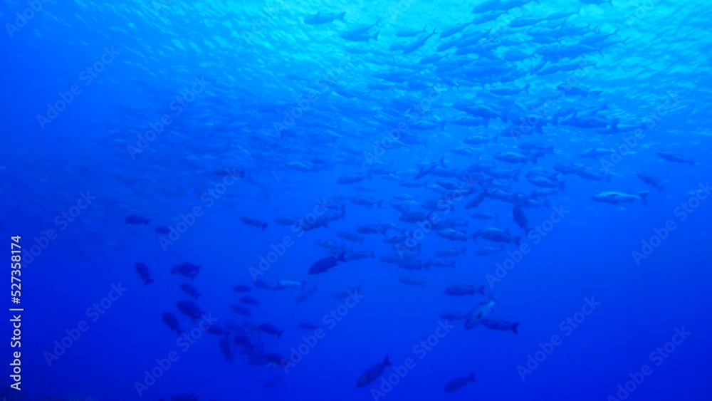 scuba diving,underwater,water,adventure,beauty,animal,tourism,sport ...