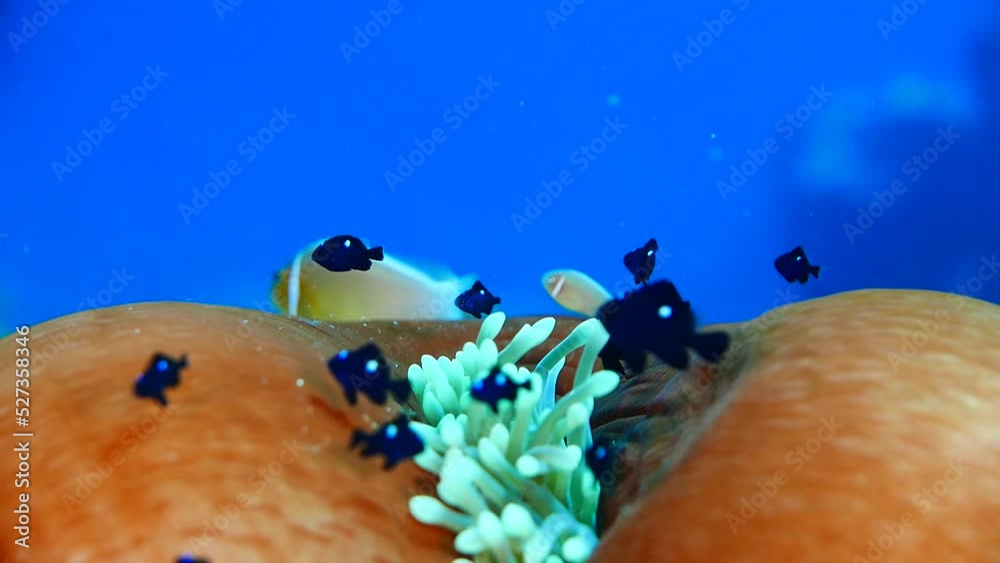 scuba diving,underwater,water,adventure,beauty,animal,tourism,sport ...