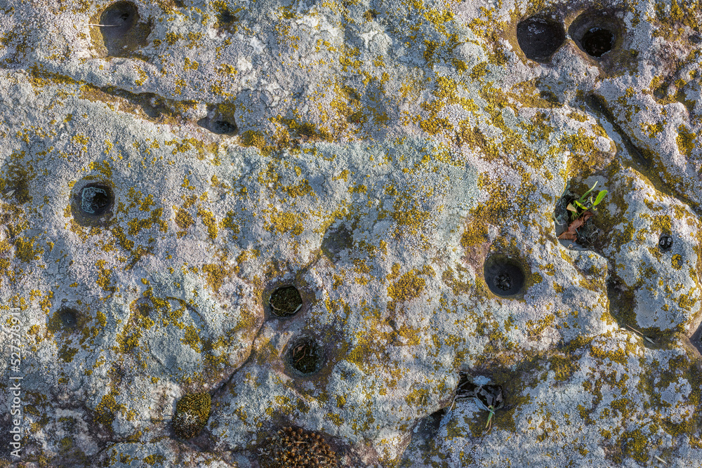 Lichen on quartzite sandstone surface. A pioneer lichen in Bare Rock ...