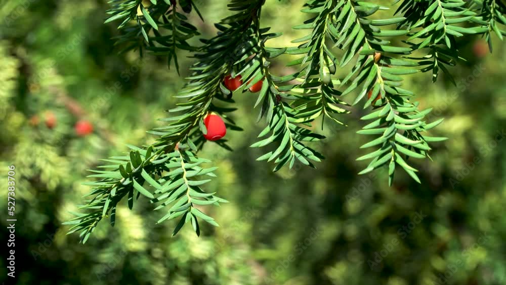 Taxus Yew Shrubs. Yew berry. Red berries on a yew tree branch. Yew ...
