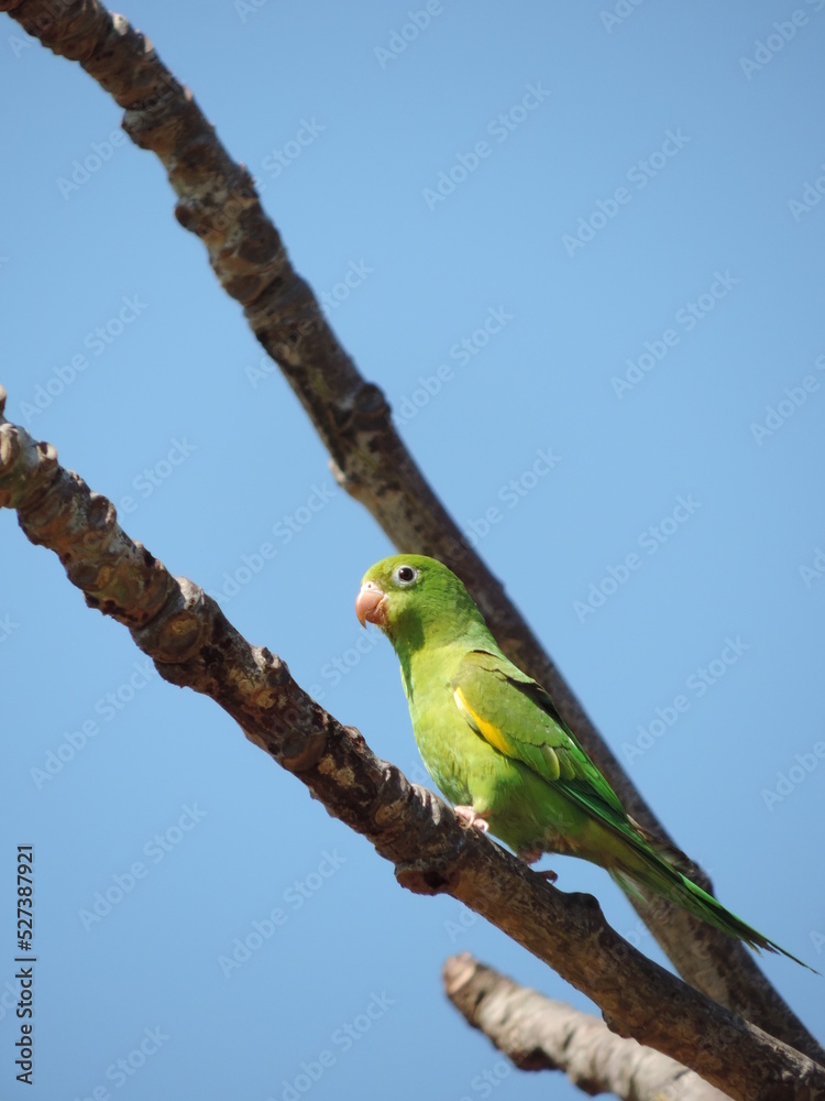 Periquito ou maritaca é uma ave com coloração básica da plumagem verde ...