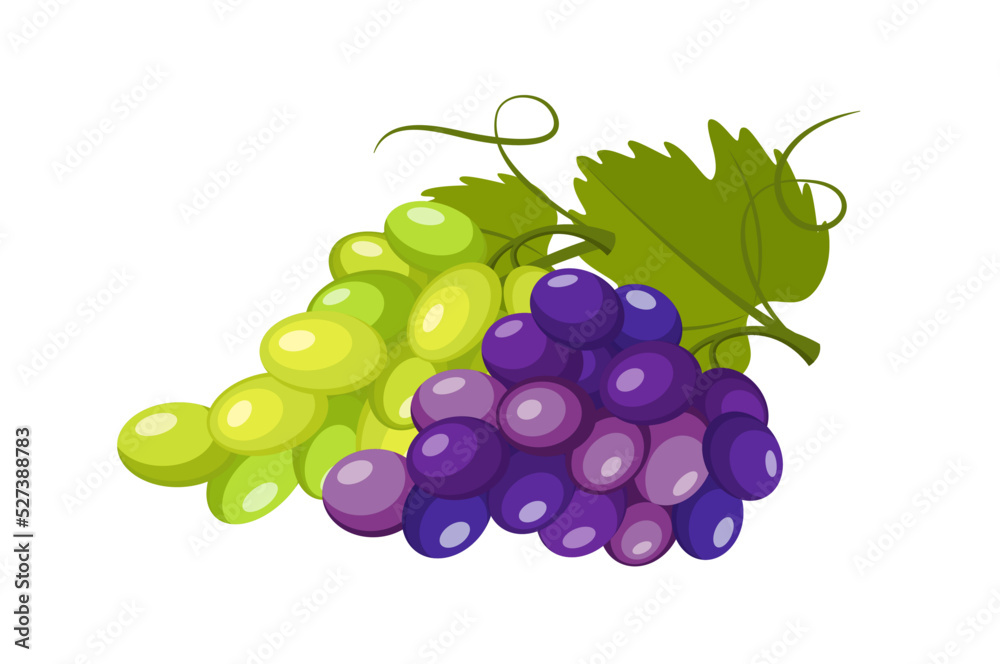 Purple and green grapes isolated on white background. Two kinds of ...