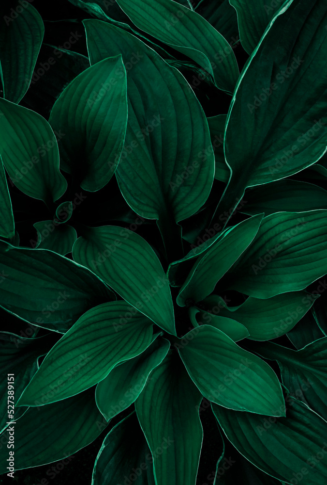 Large tropical leaves of dark green color. Floral vertical background ...