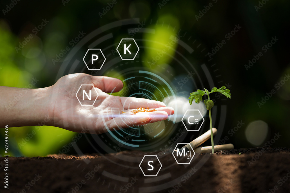 Farmer giving granulated fertilizer to young seedling sprout plants ...