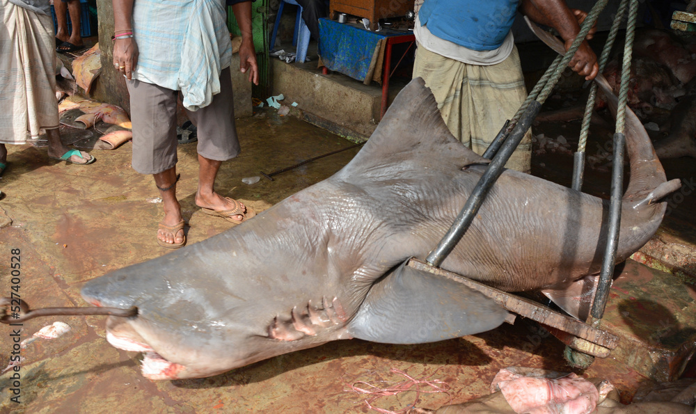 Hunters are killing sharks in the sea. Sharks are becoming extinct ...