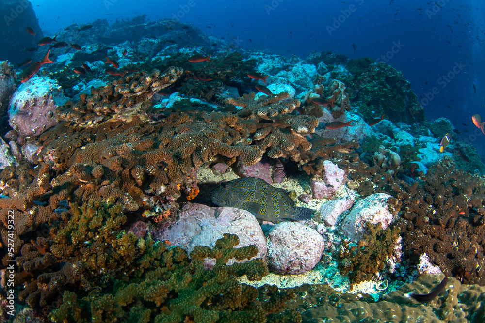 Giant hawkfish is hiding on the bottom. Cirrhitus rivulatus fish near ...