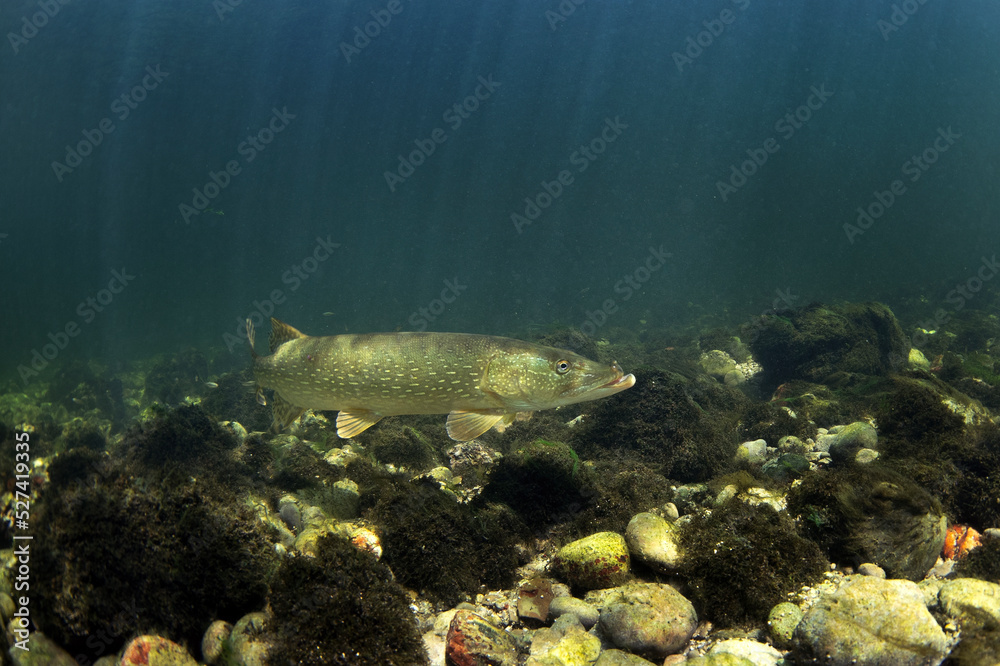Foto de Calm northern pike in Traun river. River scuba diving. Pike ...