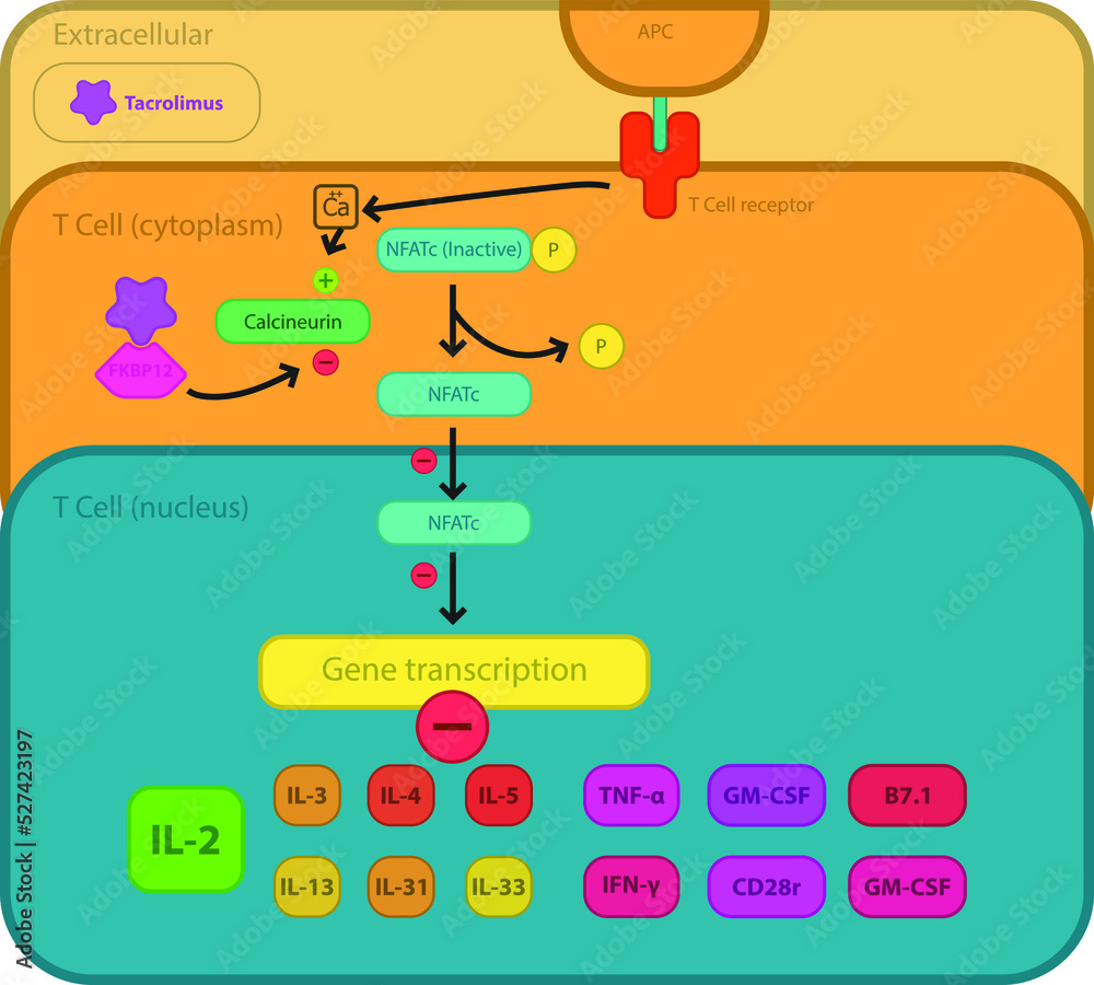 Tacrolimus cellular mechanism of action schematic diagram - showing T ... Tacrolimus cellular mechanism of action schematic diagram - showing T ...