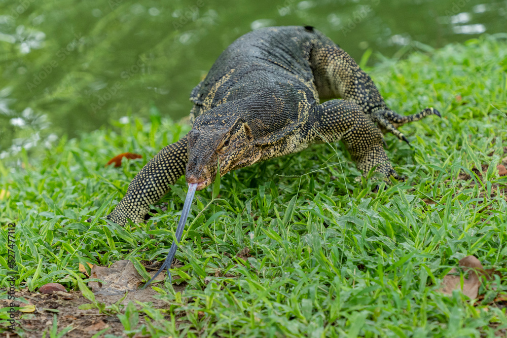 The striped monitor lizard, or water monitor, (Varanus salvator) is a ...