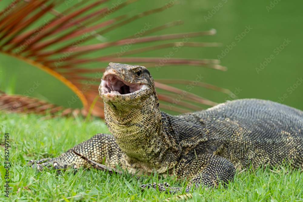 The striped monitor lizard, or water monitor, (Varanus salvator) is a ...