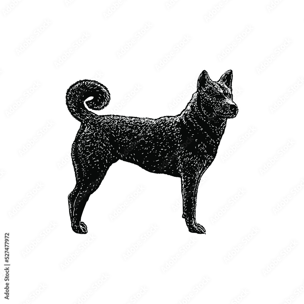Canaan Dog hand drawing vector illustration isolated on background ...