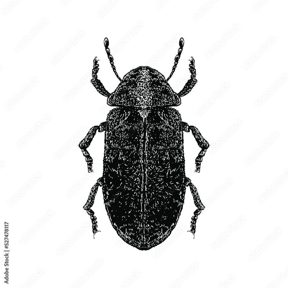 Deathwatch Beetle hand drawing vector illustration isolated on ...