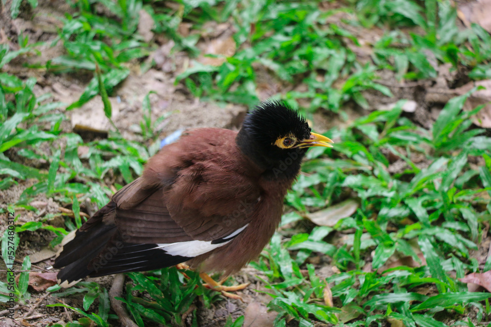 A Cute Little Myna Bird from the Starling Family - One of the most ...