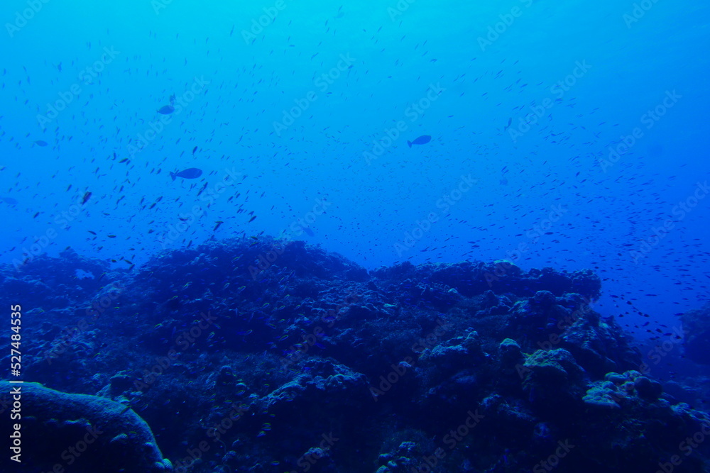 Scuba diving with Manta ray in Pohnpei, Micronesia（Federated States of ...