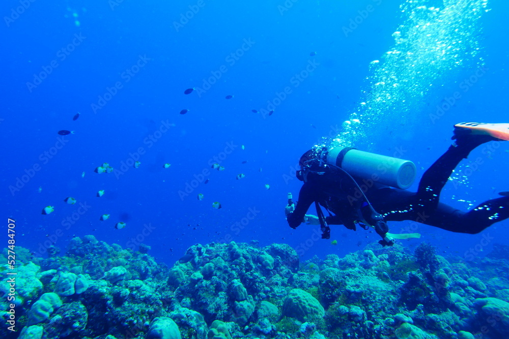 Scuba diving with Manta ray in Pohnpei, Micronesia（Federated States of ...