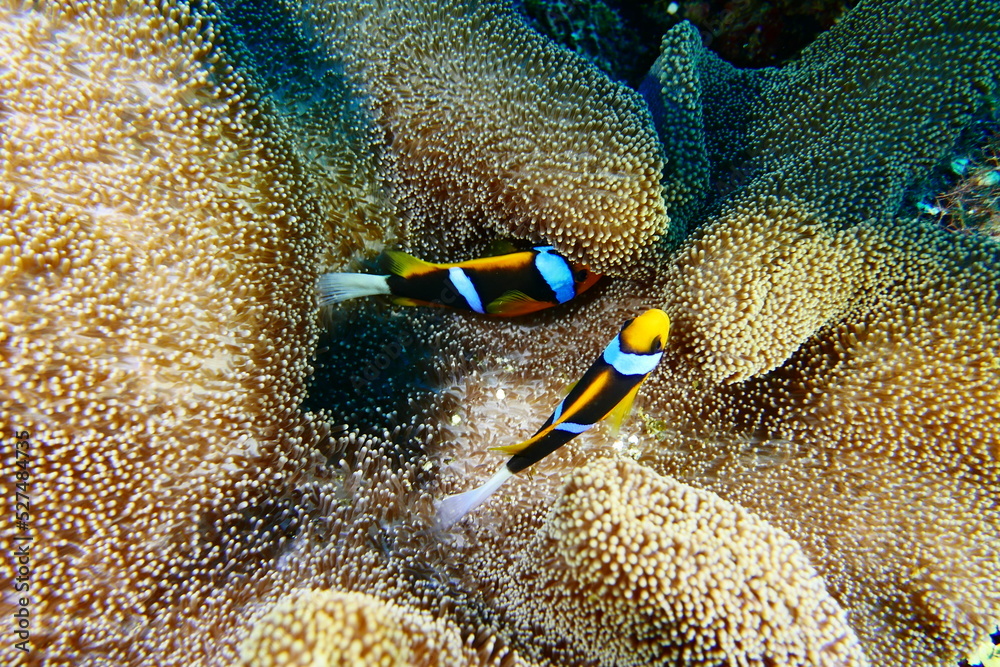 Scuba diving with Manta ray in Pohnpei, Micronesia（Federated States of ...