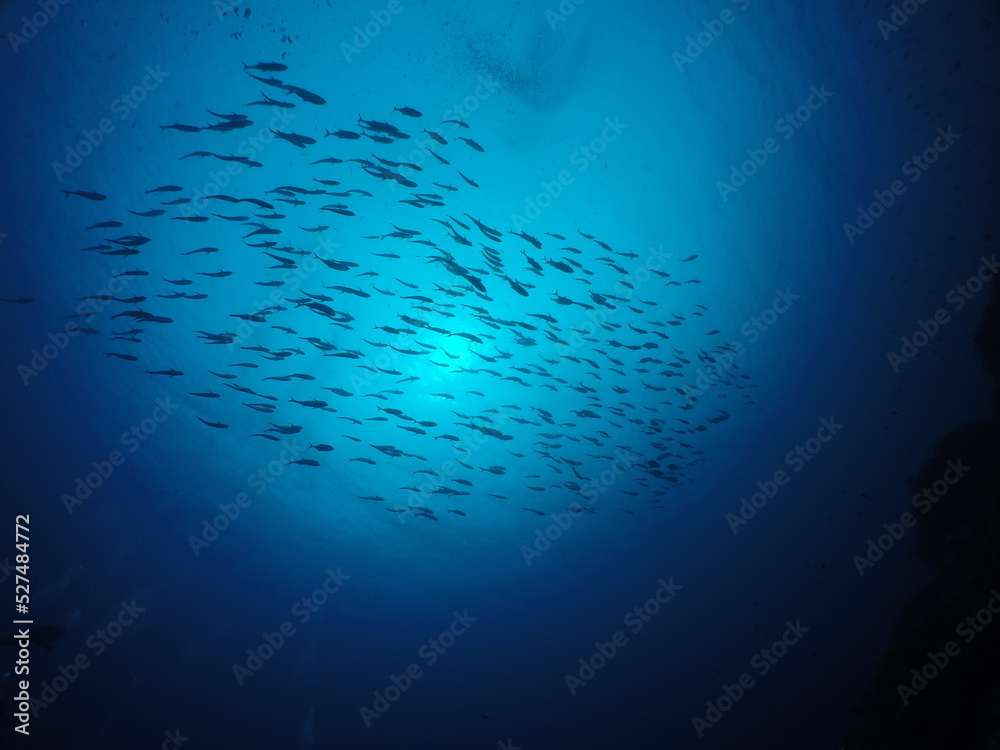 Scuba diving with Manta ray in Pohnpei, Micronesia（Federated States of ...