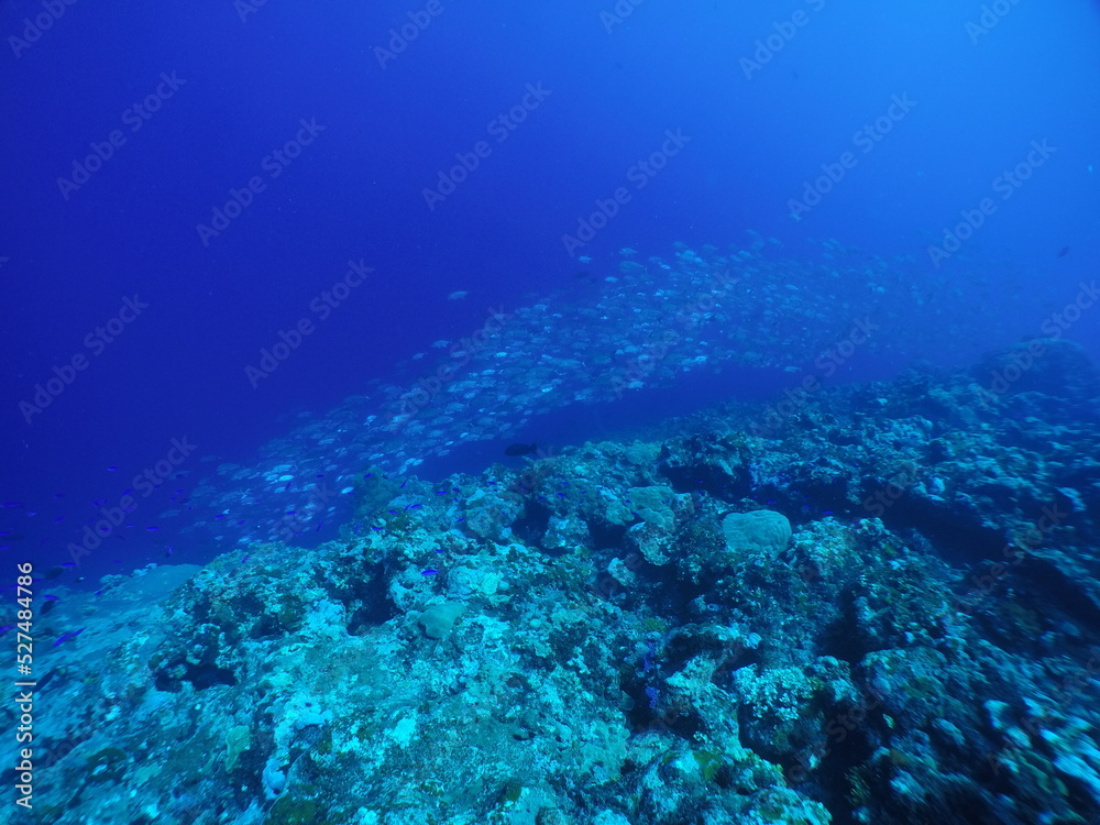 Scuba diving with Manta ray in Pohnpei, Micronesia（Federated States of ...