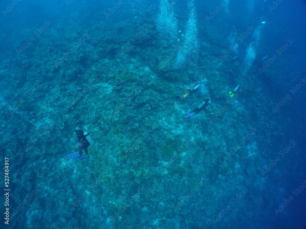 Scuba diving with Manta ray in Pohnpei, Micronesia（Federated States of ...