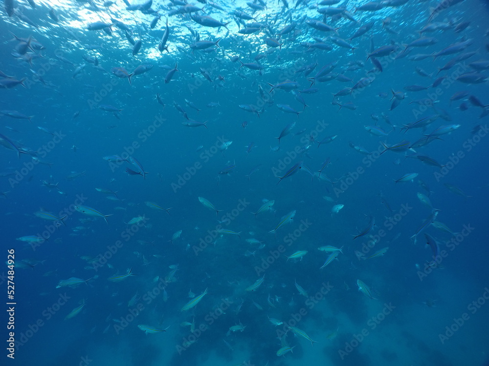 Scuba diving with Manta ray in Pohnpei, Micronesia（Federated States of ...