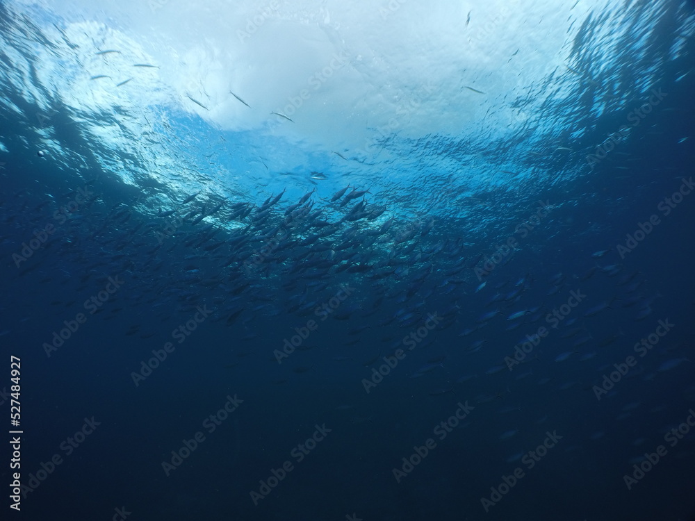 Scuba diving with Manta ray in Pohnpei, Micronesia（Federated States of ...