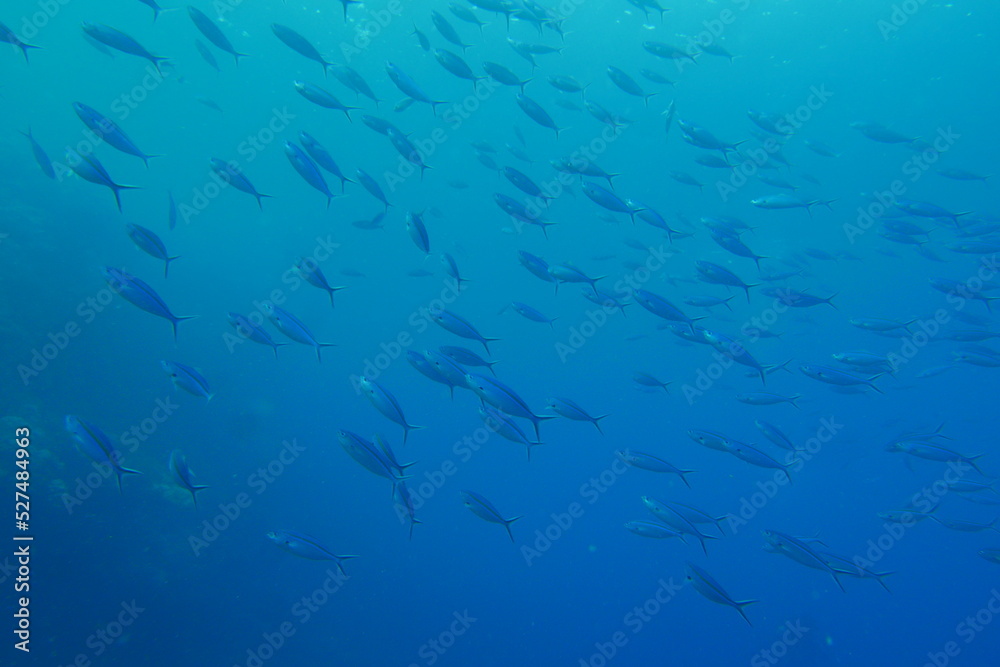 Scuba diving with Manta ray in Pohnpei, Micronesia（Federated States of ...